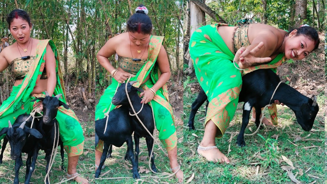आज ghode तारा सवारी कराया 😄😄 || goat riding fastest | goat riding girl ...