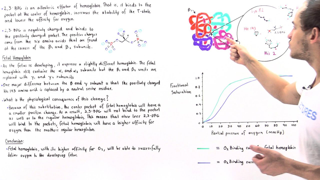 Fetal Hemoglobin And 2 3 BPG YouTube