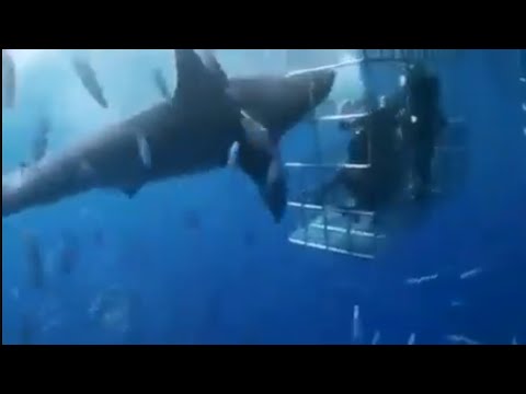 ATTACK BY SHARK.... FAIL! - YouTube