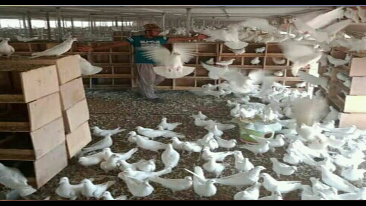 Tips from the world's largest pigeon farm, subject to what it takes to ...
