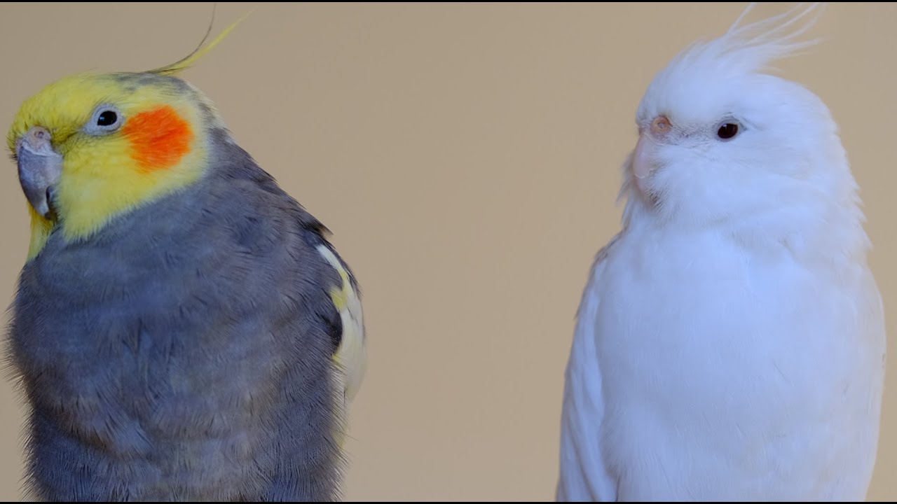 Pied Cockatiel Singing Sounds , Cockatiel Calls - Natural Song - YouTube