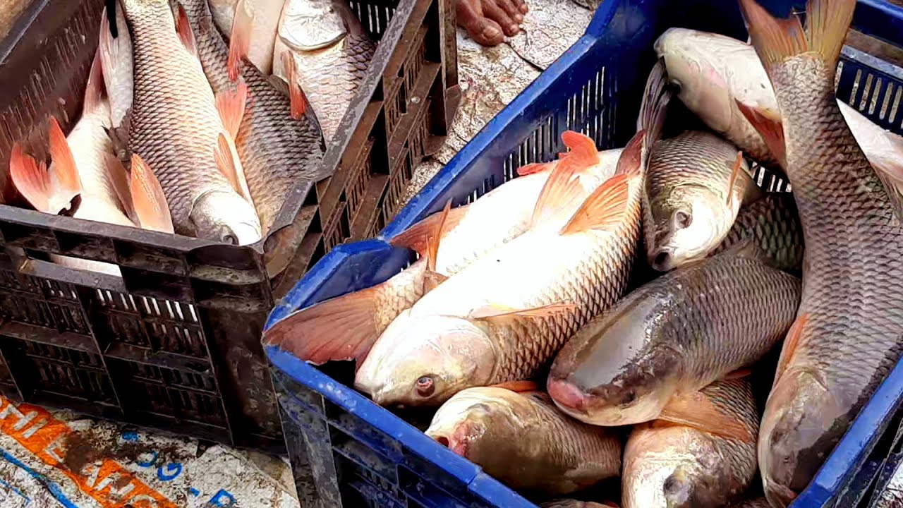 Large Ponds Fishing Video Successful Fish Farming Business Catching Ton ...