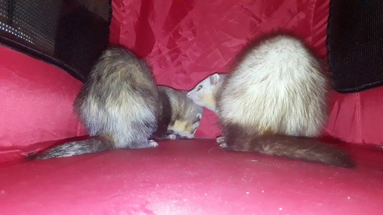 Ferret vs mouse - YouTube