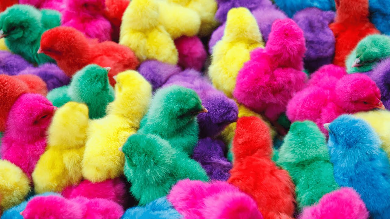 Cute Chickens, Colorful Chickens, Rainbow Chicken | Day 10 🐥🌈 - YouTube