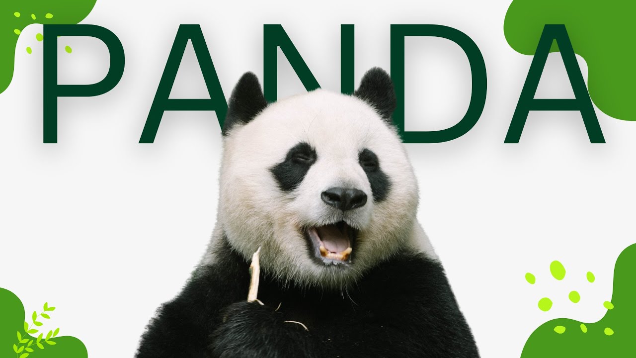 15 Fakta Panda Unik Yang Mungkin Belum Kamu Tahu - YouTube