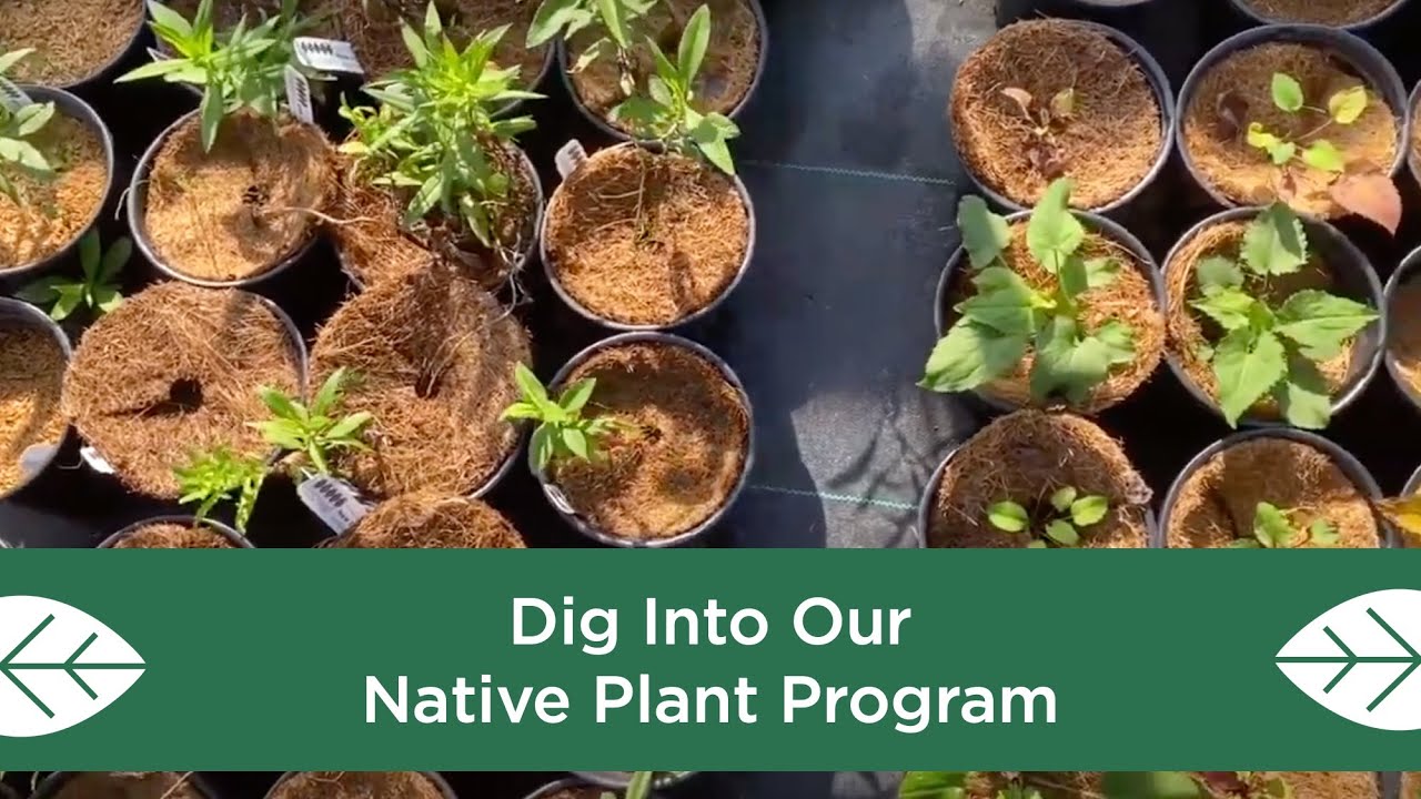 Dig into Our Native Plant Program - YouTube