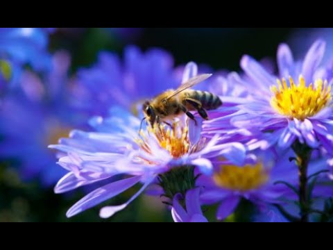 What Are Some Insects Attracted By Flower