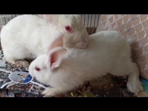 Rabbit Vs Rabbit Fight / Rabbits Fighting - YouTube