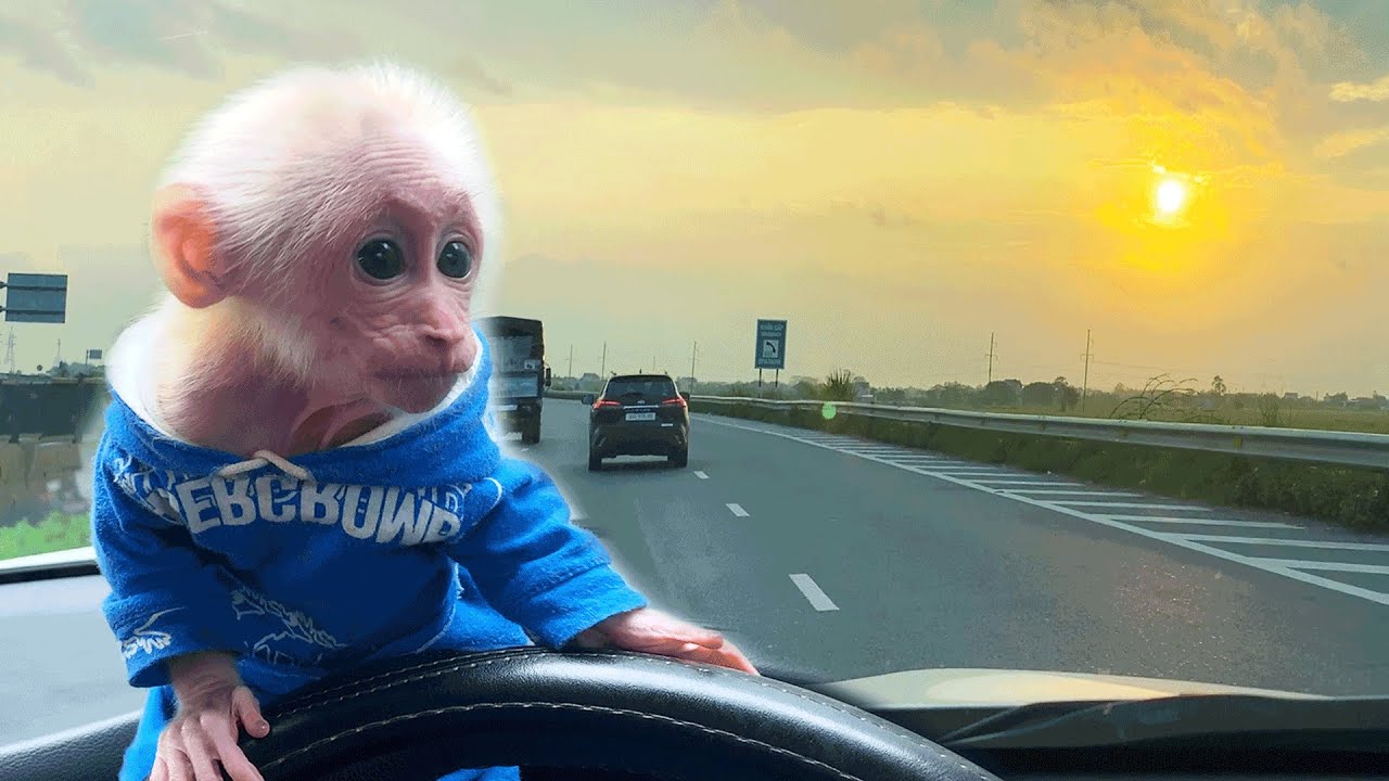 Bibi monkey Departs at Midnight and Returns after a 2 Day Trip - YouTube