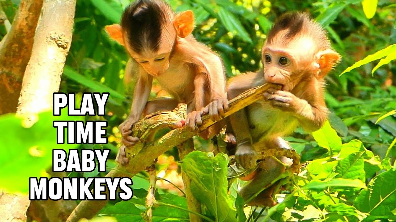 Cute Baby Monkeys Enjoying Playtime!, @monkeyscorner - YouTube