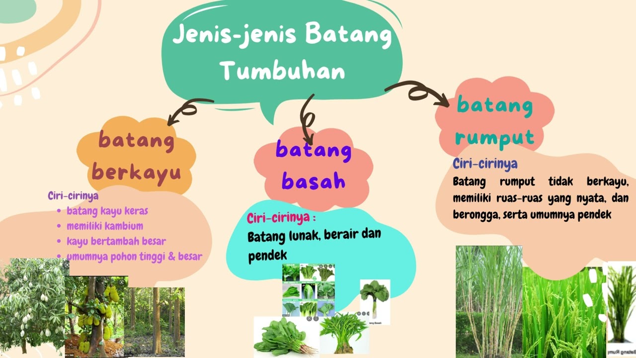 JENIS-JENIS BATANG TUMBUHAN - YouTube