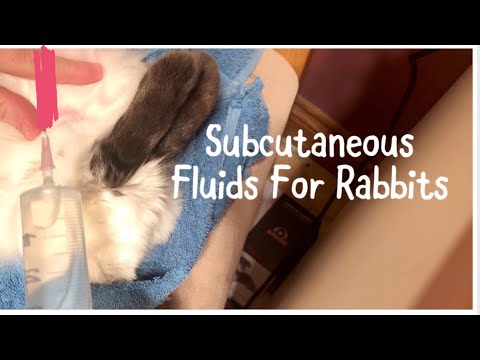 Injecting Subcutaneous Fluids In Rabbits - YouTube