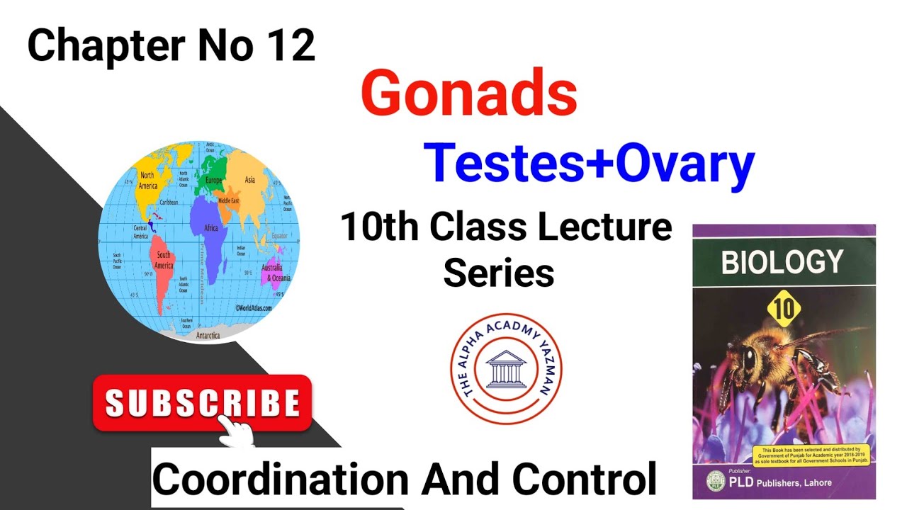 Gonads class 10 Biology By @HadiBiology | Male And Female Gonads ...