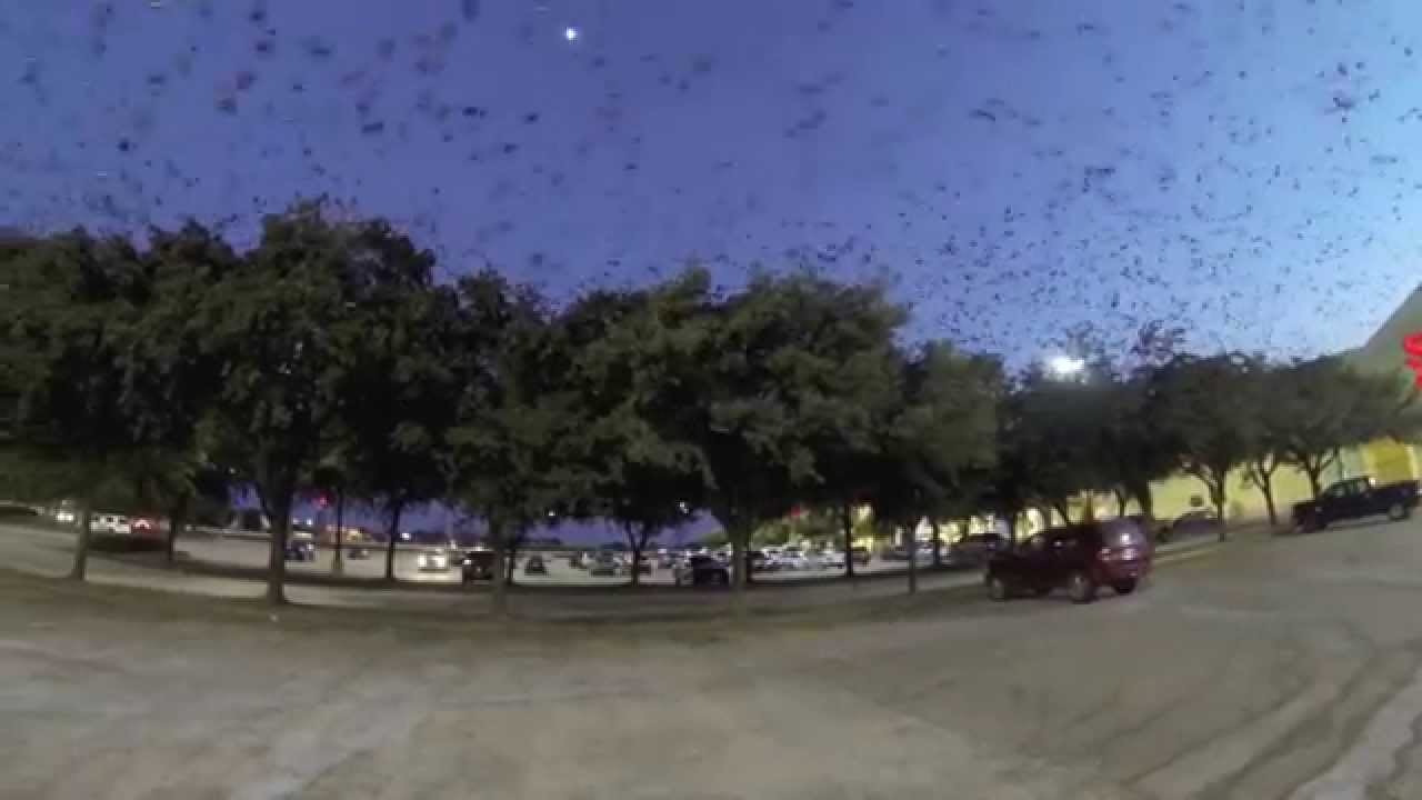 Purple Martin Migration 25 Jul 2015, Stafford Texas - YouTube