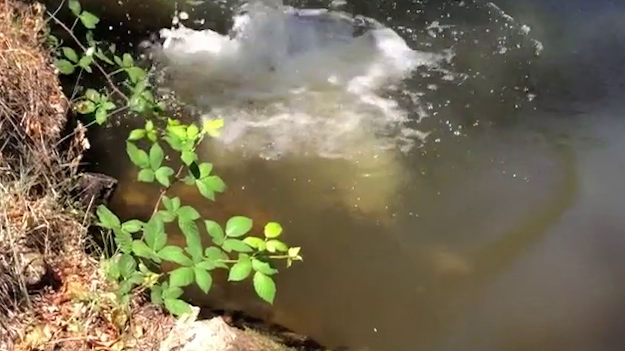 EHC Fish Stocking - August 2019 - YouTube