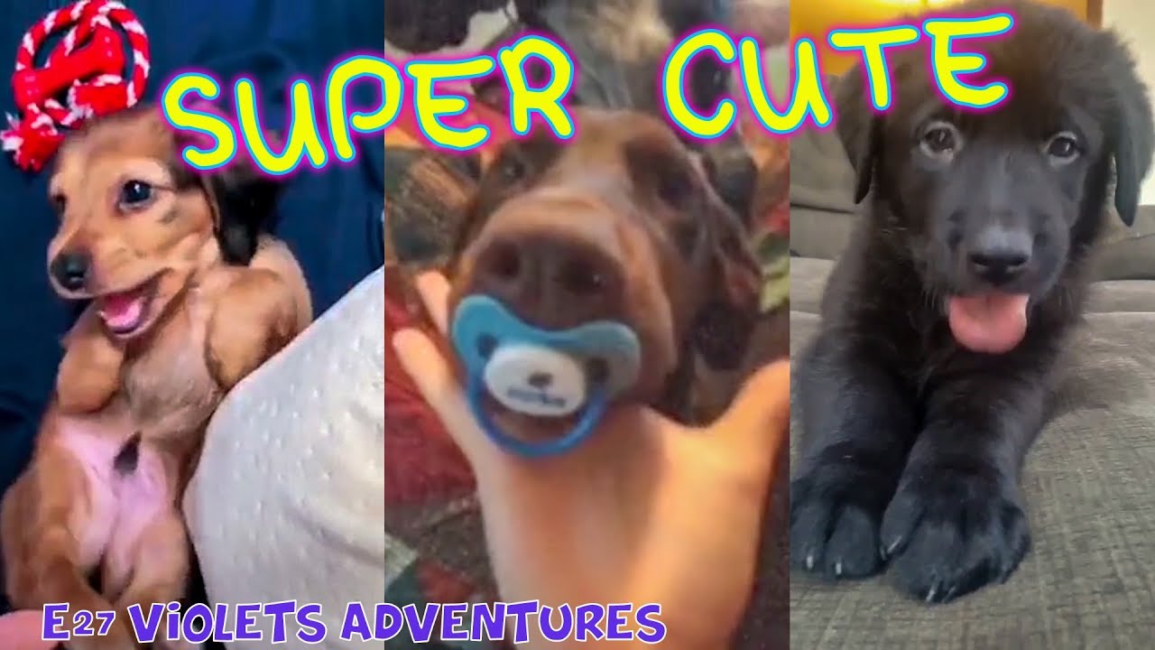The MOST ADORABLE Puppy Dog Compilation! -E27 VIOLET IS MY DOG! Violets ...