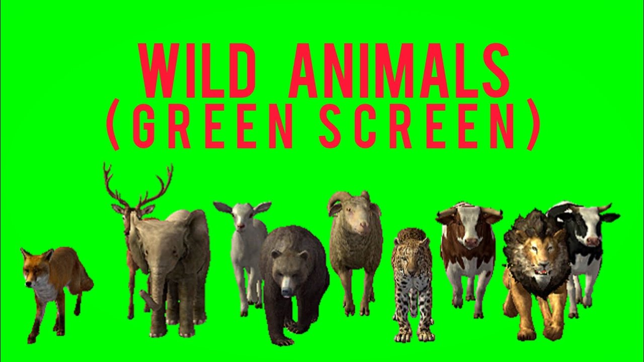 Green Screen Animal Running Video | animal green screen stampede ...
