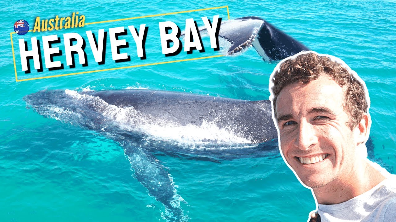 Whale Watching at Hervey Bay in Queensland [6 hour whale tour] - YouTube