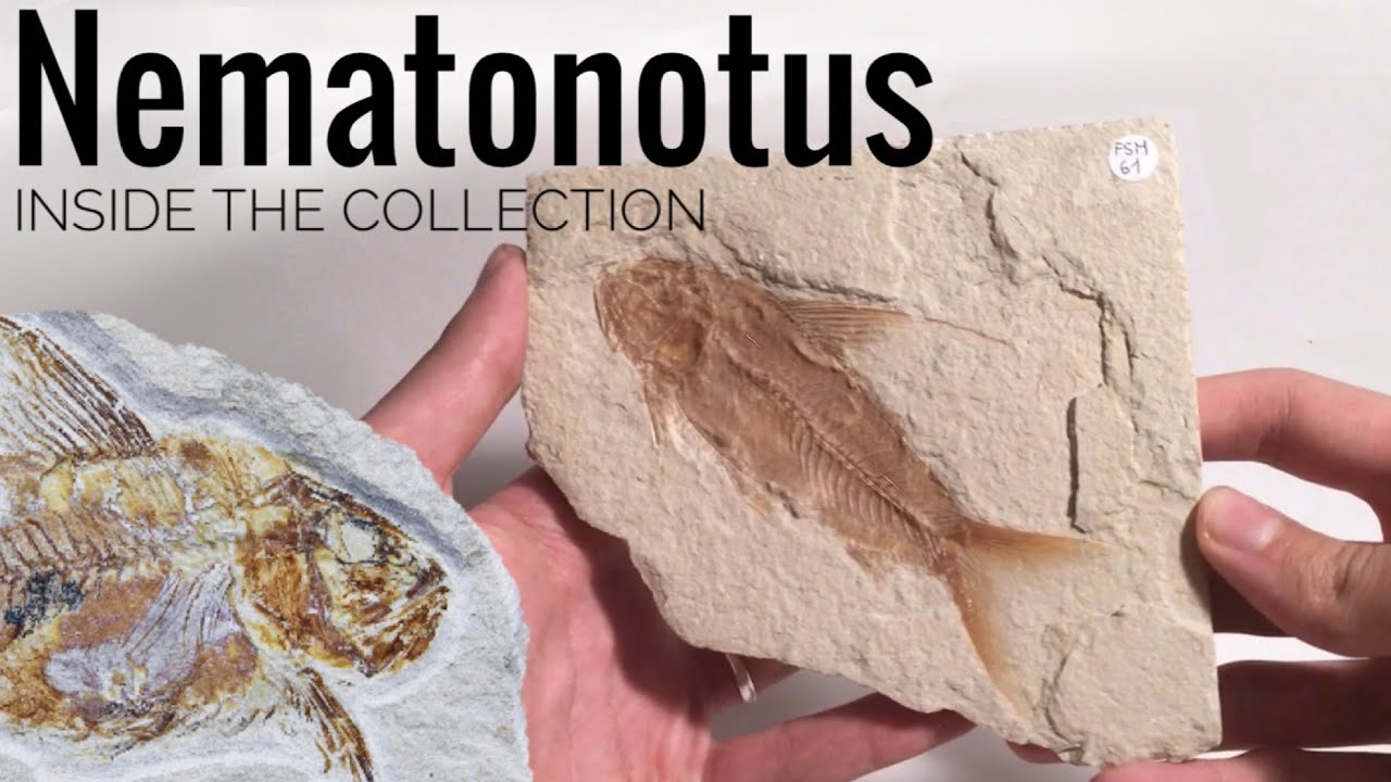 Inside the Collection - NEMATONOTUS LONGISPINUS - YouTube