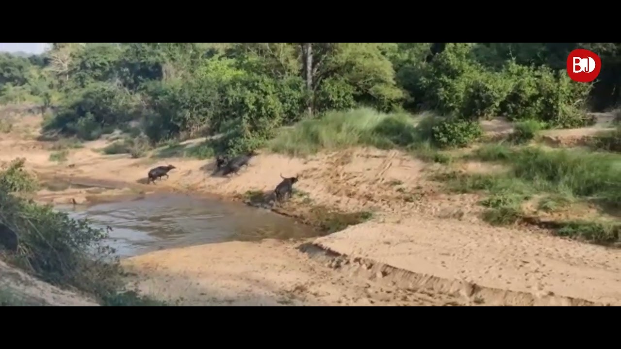 Bastar के Indravati Tiger Reserve में दिखा CG का राजकीय पशु वन भैंसों ...