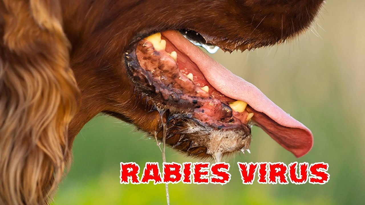 Apa Saja Penyebab Anjing Terkena Rabies Ini yang Perlu Anda Ketahui ...