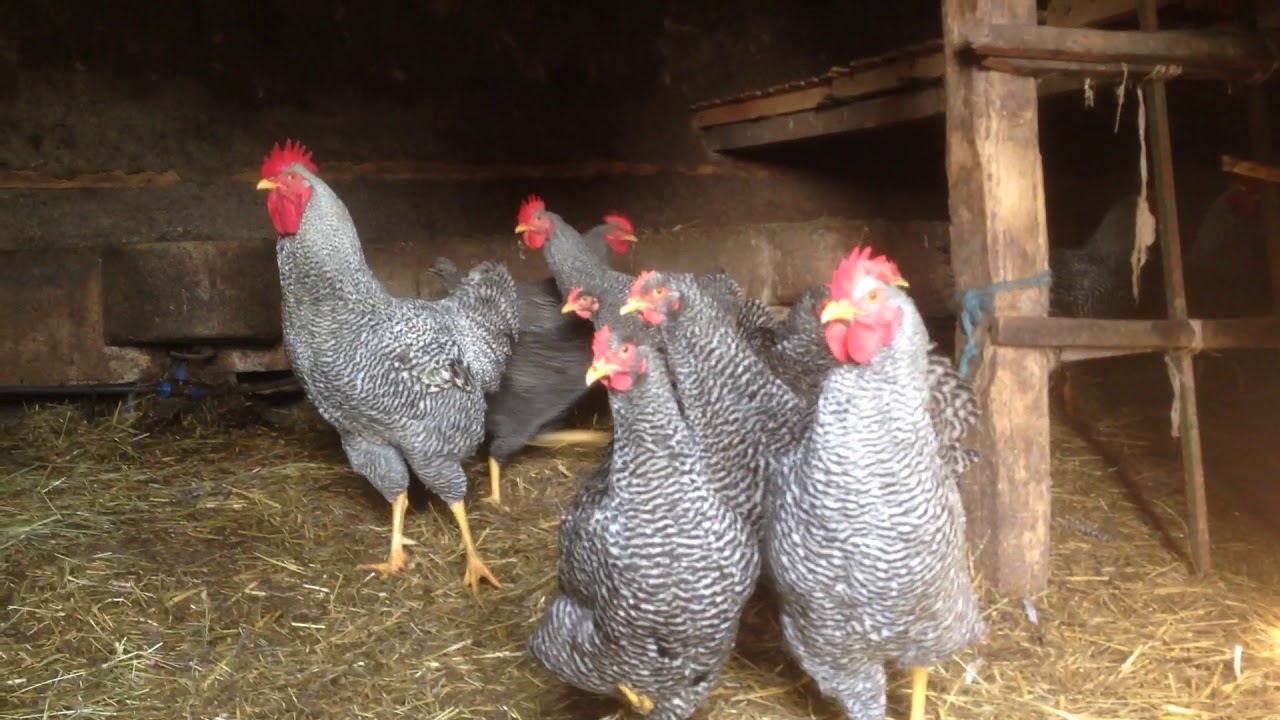 Amrock chickens - YouTube