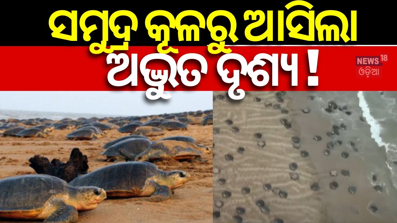 ସମୁଦ୍ର କୂଳରୁ ଆସିଲା ଅଦ୍ଭୁତ ଦୃଶ୍ୟ|Rushikulya Mass Nesting Site In Odisha|Olive Ridleys Turtles ...