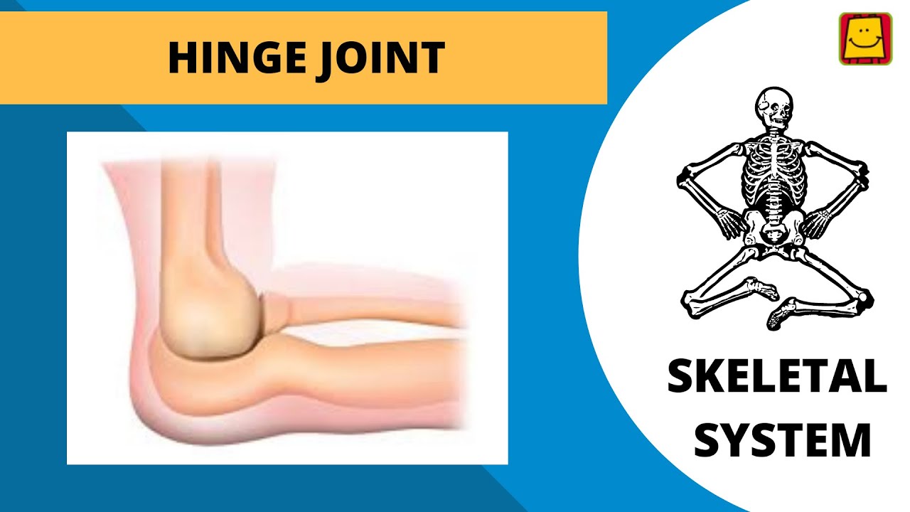 Skeletal System | Hinge Joint - YouTube