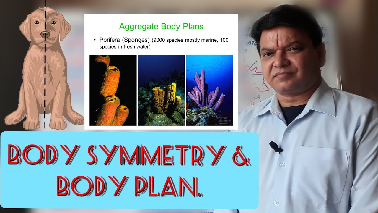 #BodySymmetry & Body Plan BIOLOGY Class XI CBSE - YouTube