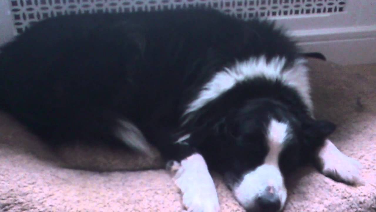 How Long Do Border Collies Sleep