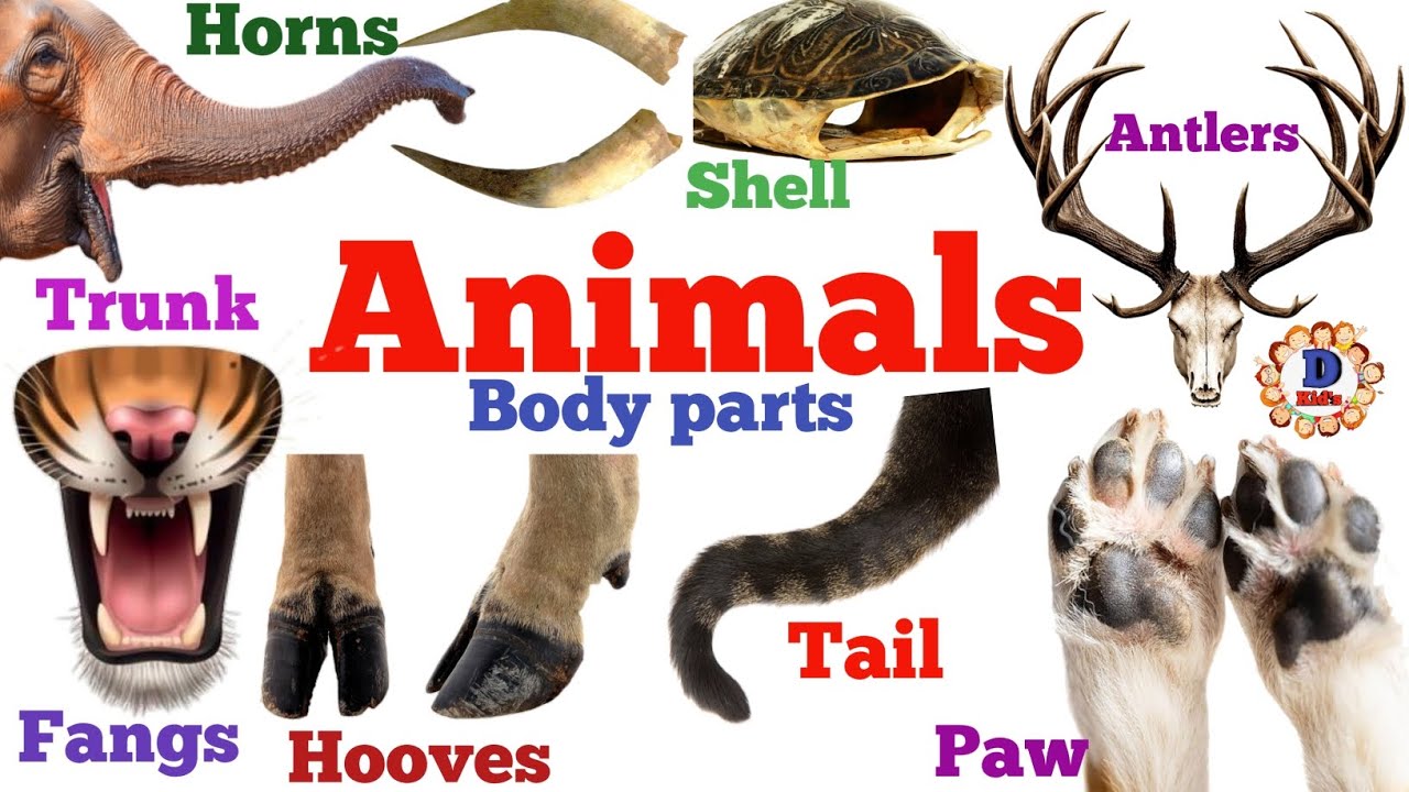 Animals Body parts || Animals body parts Names || Animals body || # ...