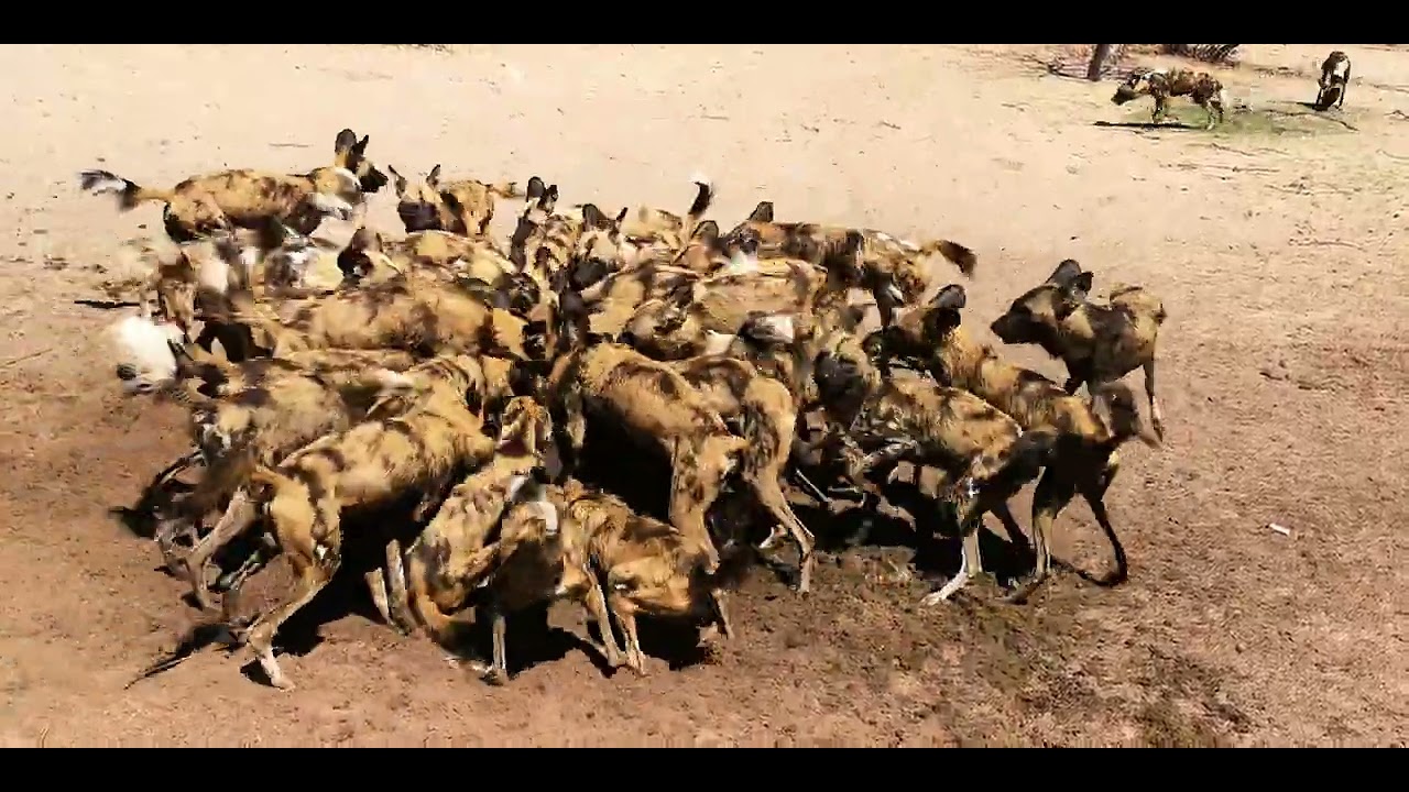 Feeding African Wild Dogs - YouTube