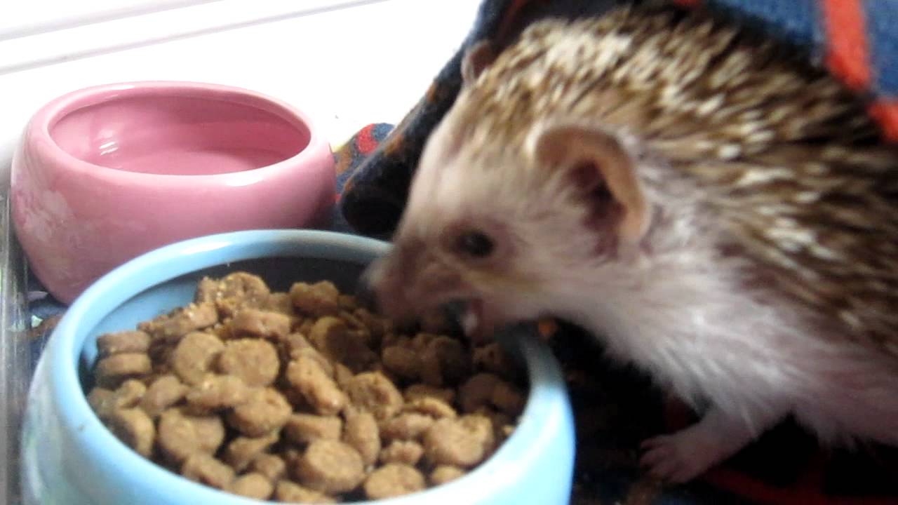 4 Months Old Hedgehog Munching On His Cat Food - YouTube