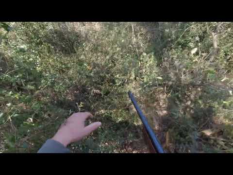 YARALI DOMUZUN YATAĞINA GİRDİM