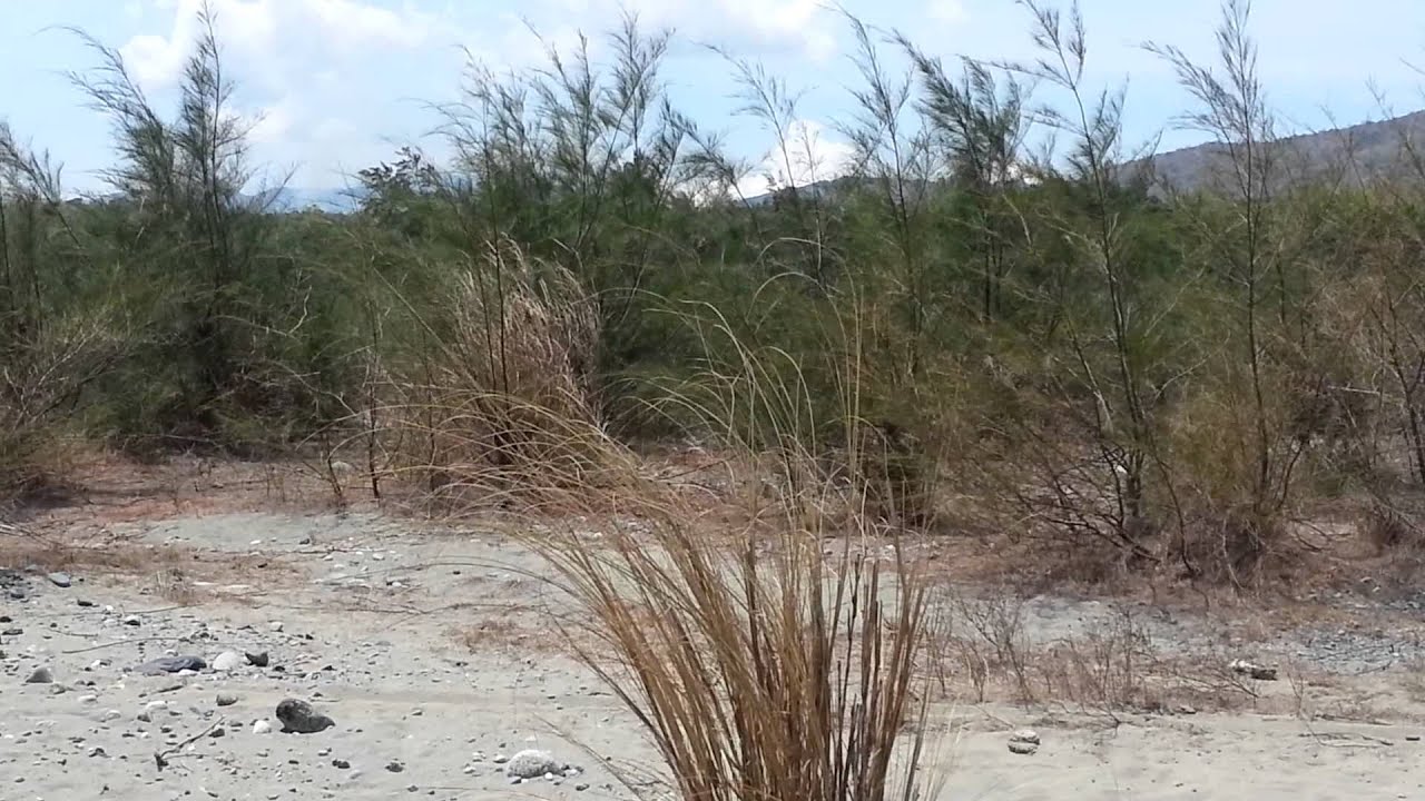 Bonsai Agoho - YouTube