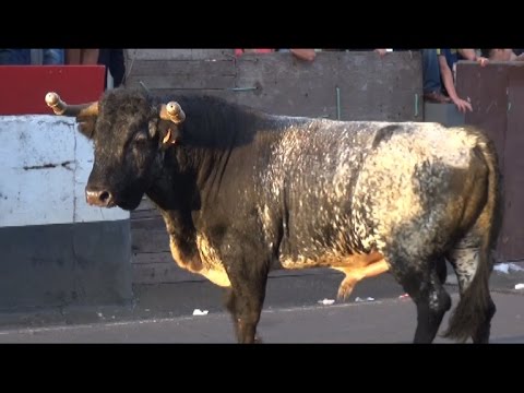 Tourada do toiro forte - YouTube