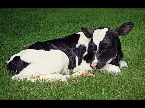 Veterinarian Performs C-Section on Pregnant Holstein Cow Giving Birth ...
