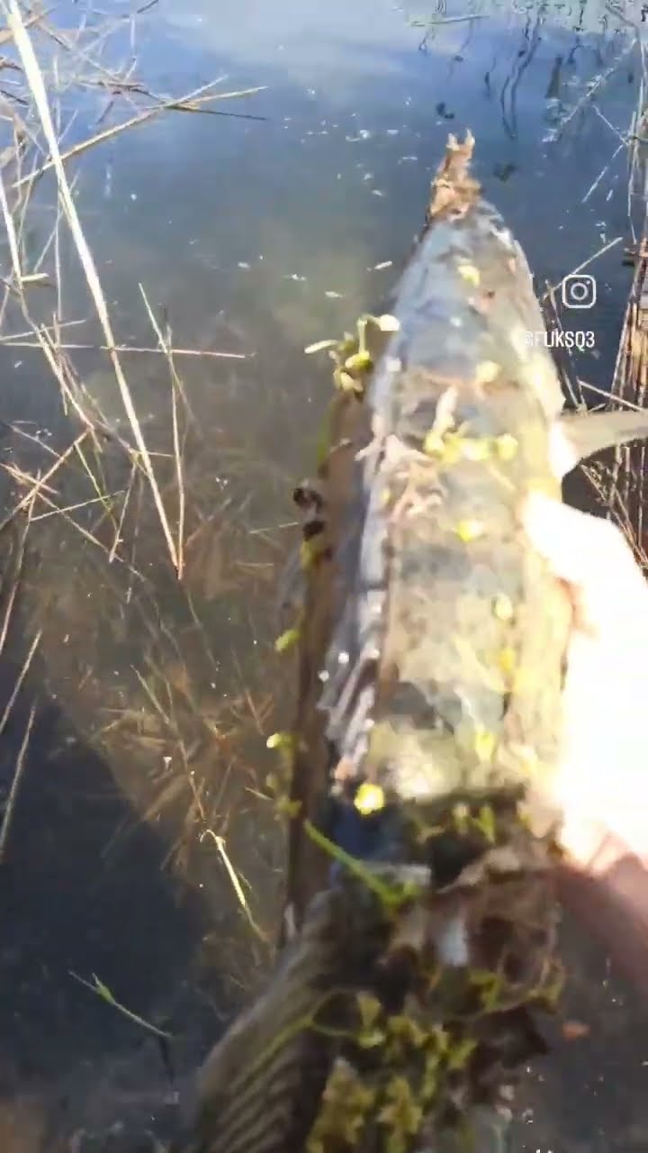 Mazurski sandacz #fishing #fish #zander #sandacz #mazury - YouTube