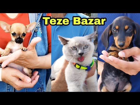 Teze Bazar İtlerin Satışı. Heyvan Ləvazimatları. #elixezer #tezebazar #pişiklər #kediler