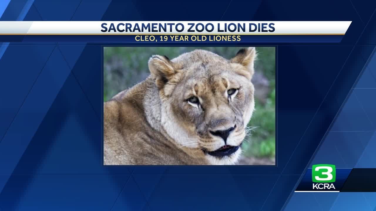 Sacramento Zoo announces death of beloved lion Cleo - YouTube