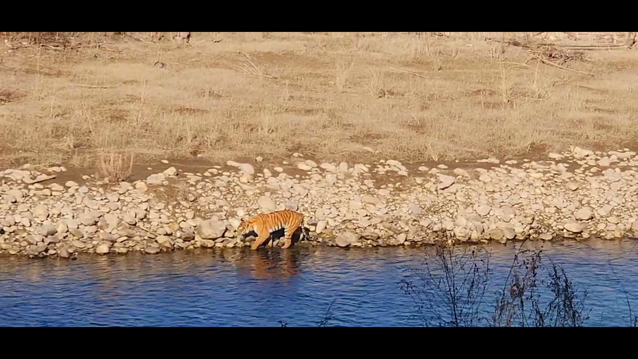 tiger attacking position seen in#corbettnationalpark #wildlife #nature ...