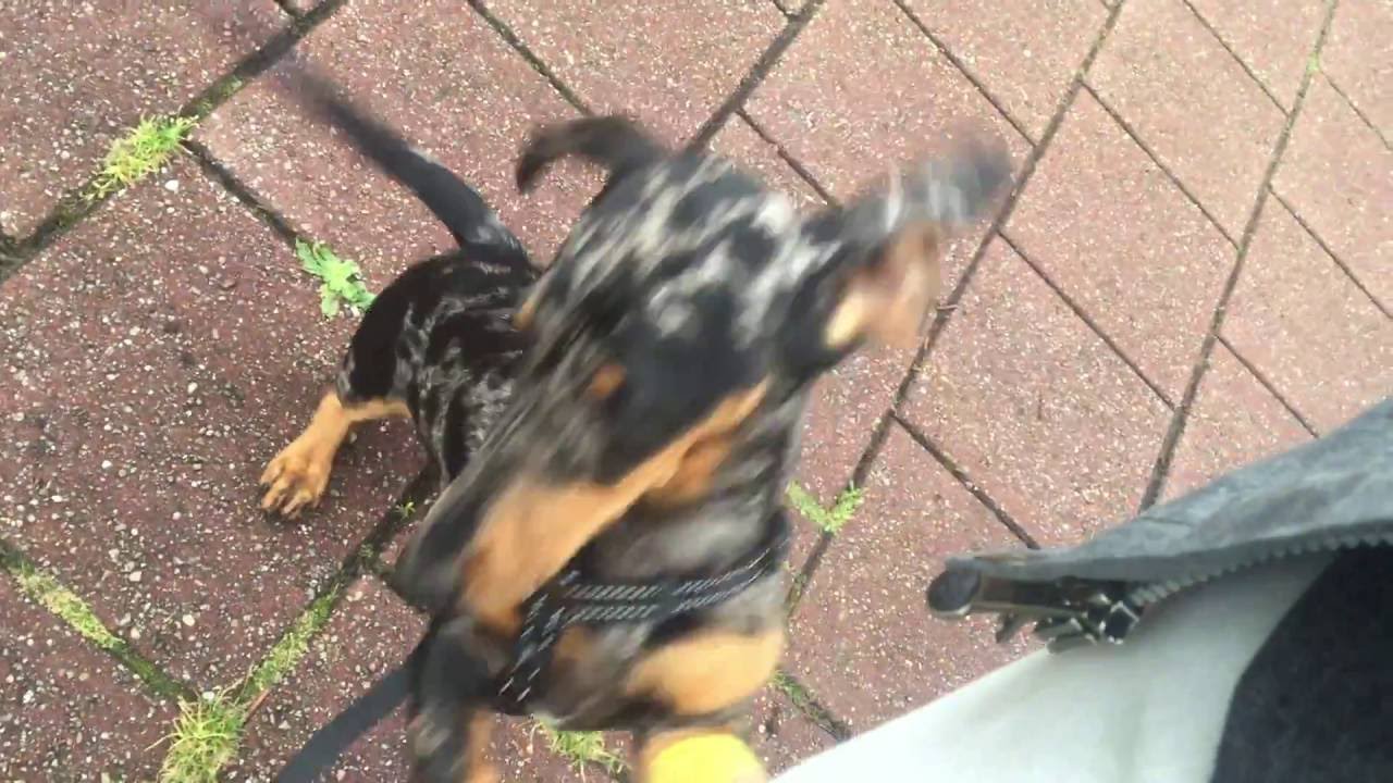 Teckel Barney met een gebroken pootje - Dierenoppas Amersfoort - YouTube