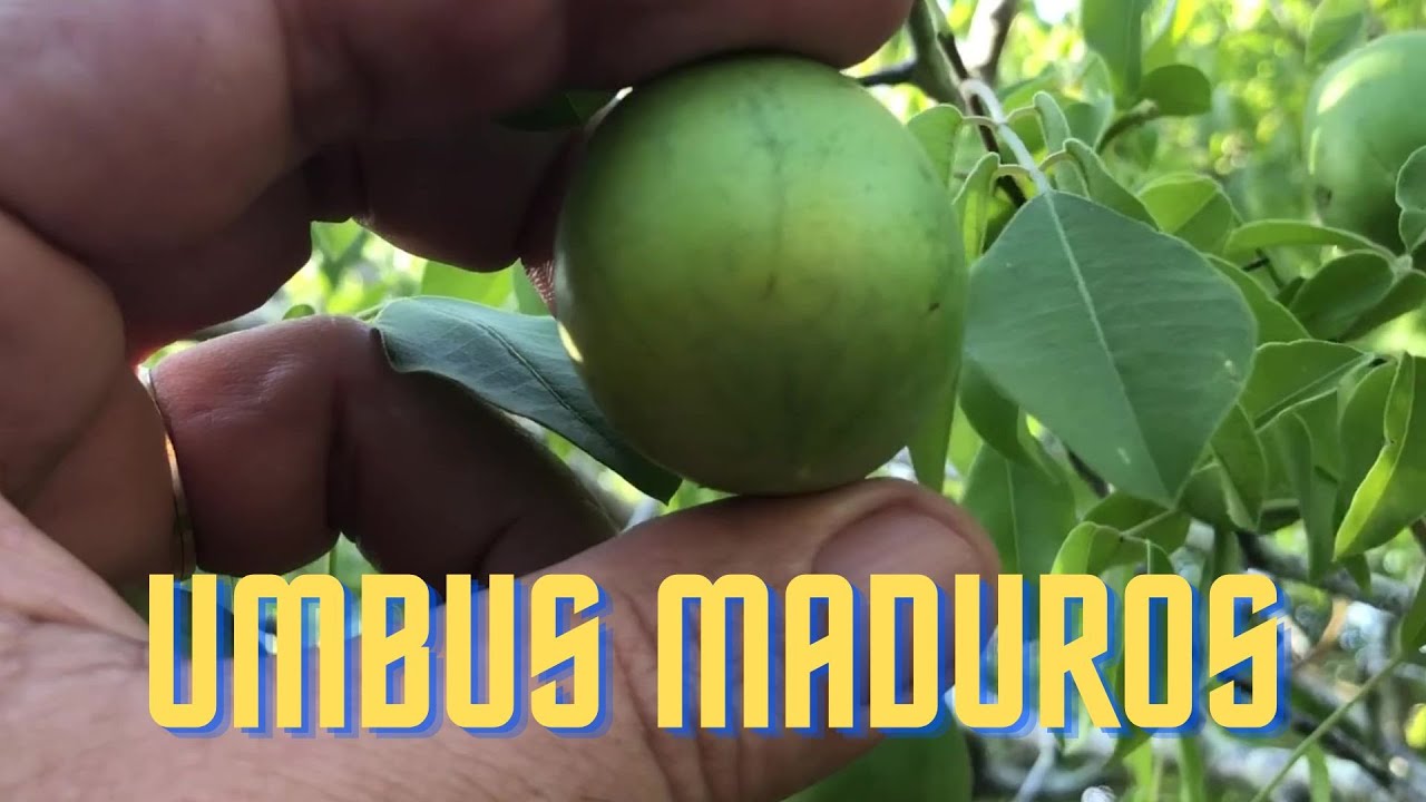 Os umbus maduros estão chegando #umbuzeiro #spondias - YouTube