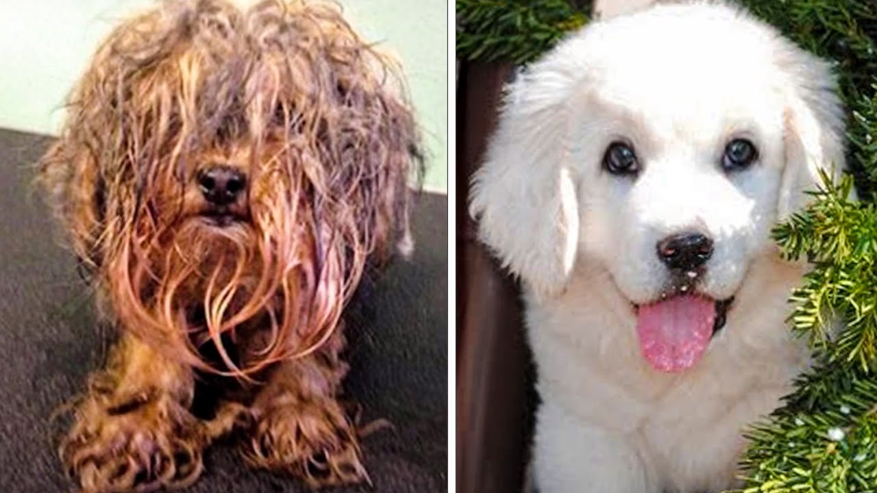 15 unbelievable dog transformations before and after rescue - YouTube