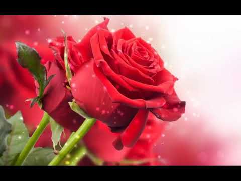 Bekir Çubuk Gurbet eller