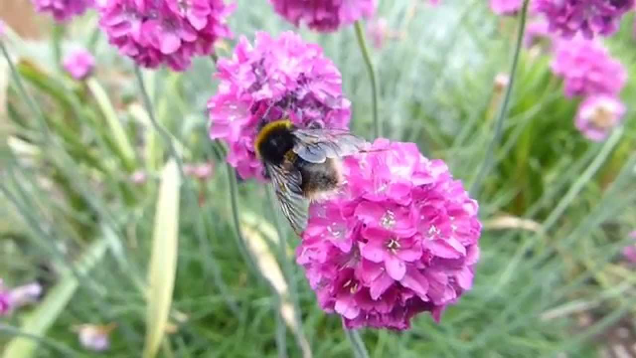 Bees Enjoying Thrift (armeria maritima) - YouTube