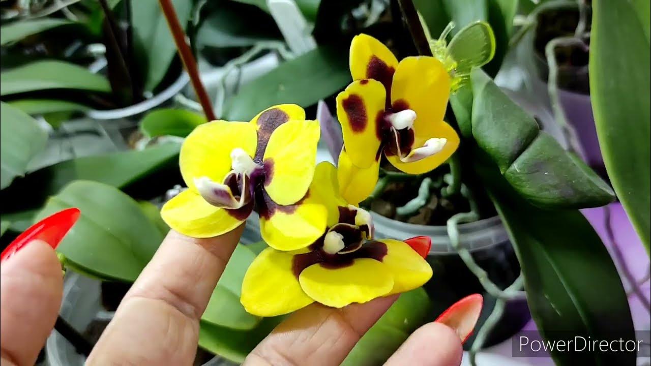 Орхидеи, лилии, петунии, всего понемногу😍😍😍 - YouTube