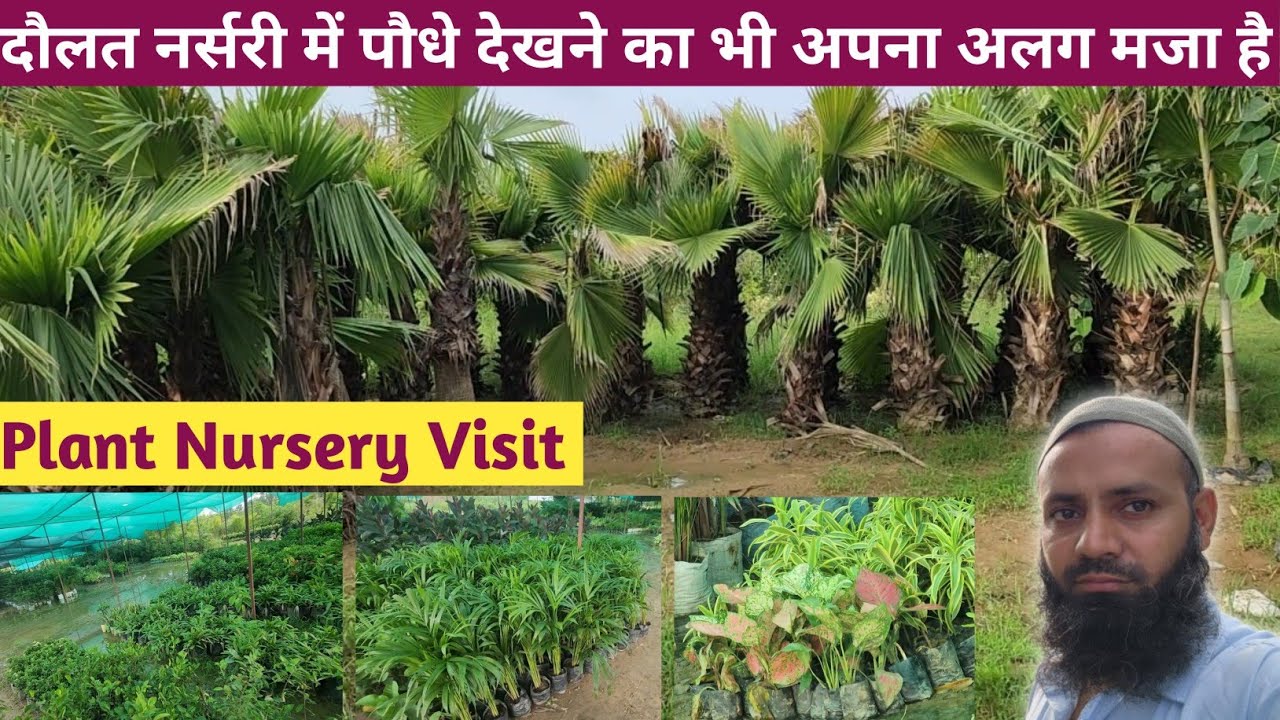 Plant Nursery Visit👏Daulat Nursery Visit Bareilly👌Nursery Visit👌Daulat ...