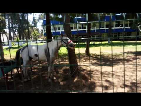 erkek at dişi at sesi duyarsa... beygir kısrak