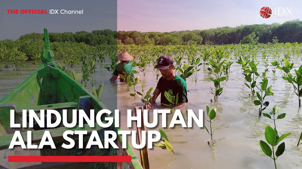 Lindungi Hutan ala Startup | IDX CHANNEL - YouTube